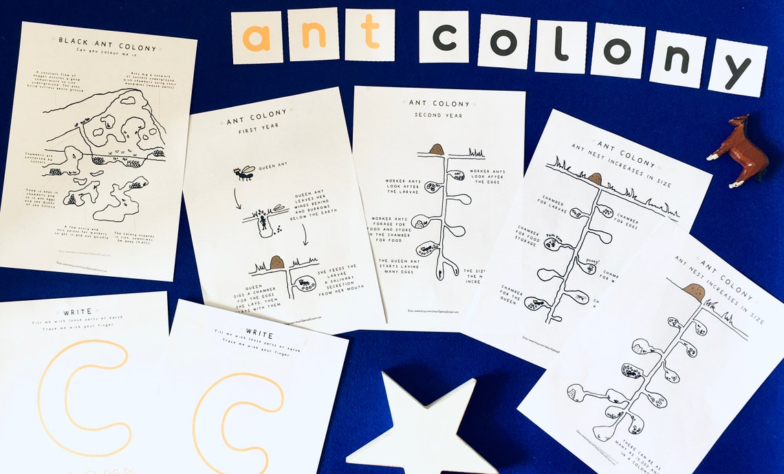 Ant Colony Anatomy | Home Education Printable | Insect Study ...