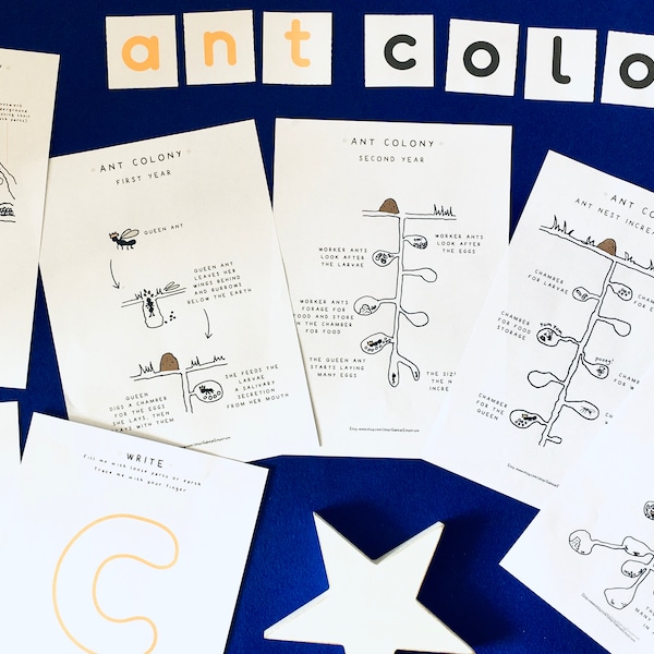 Montessori Ant - Etsy