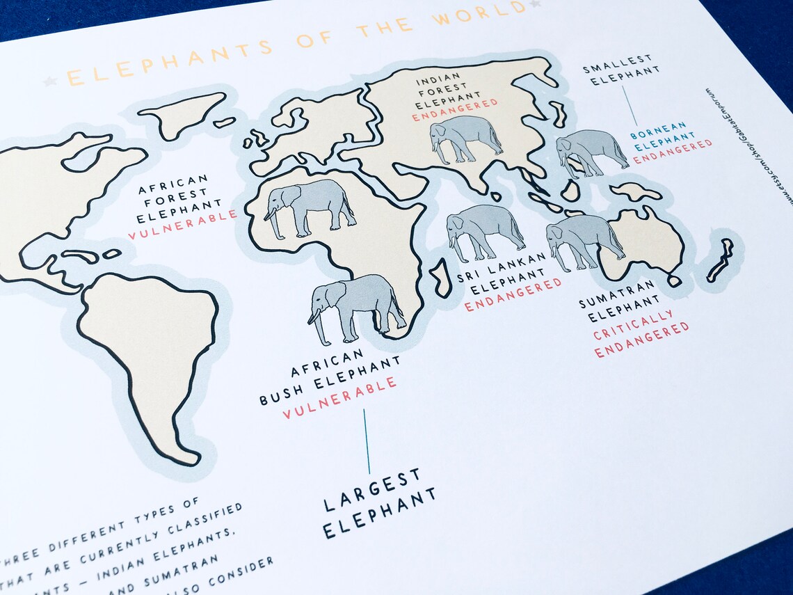 Elephant Printable Home Education Learning Resource - Etsy