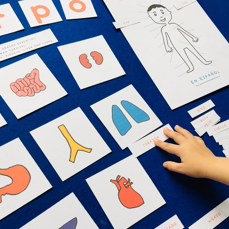 Spanish English | Inside My Body Anatomy | Homeschool | Montessori ...