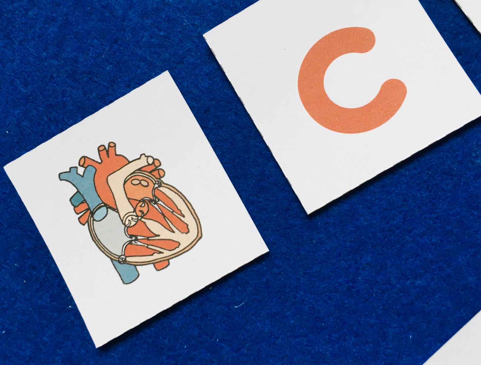 Heart Anatomy | Spanish and English Home Education Printable ...