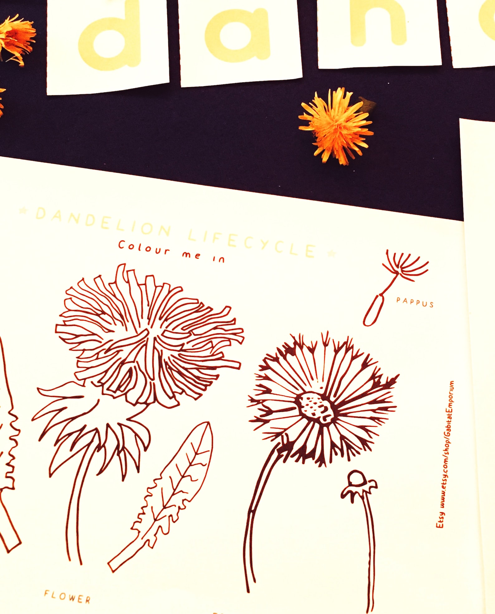 Dandelions Dandelion Home School Printable Education | Etsy