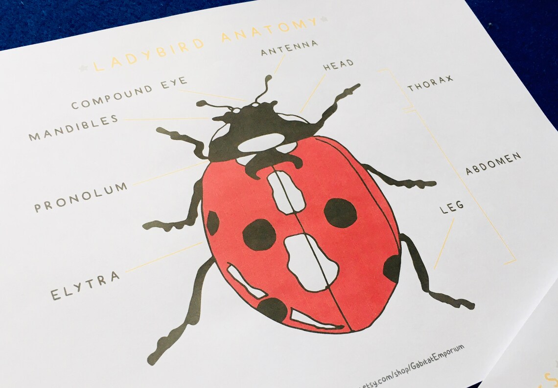 Minibeasts Printables Bundle Insects Ladybird Worm Spider Grasshopper ...