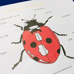 Minibeasts Printables Bundle | Insects Ladybird Worm Spider Grasshopper ...