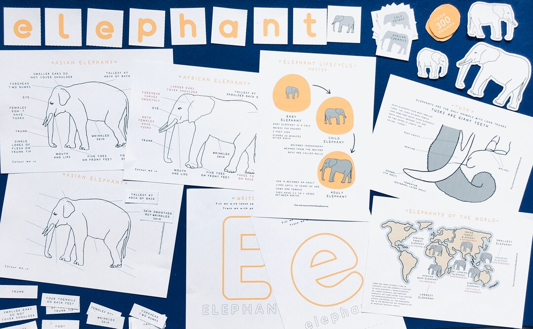 Elephant Printable Home Education Learning Resource - Etsy