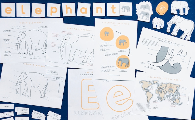 Elephant Printable Home Education Learning Resource - Etsy
