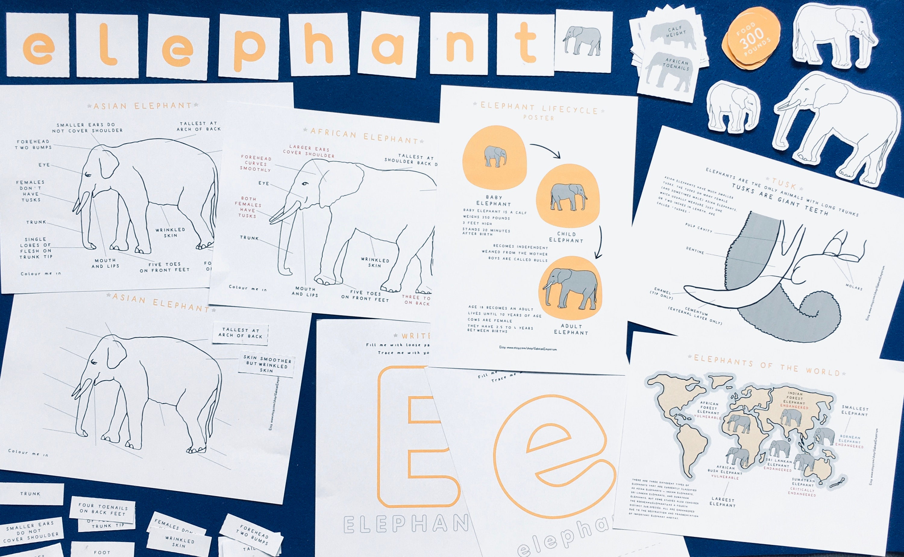 Elephant Printable Home Education Learning Resource - Etsy