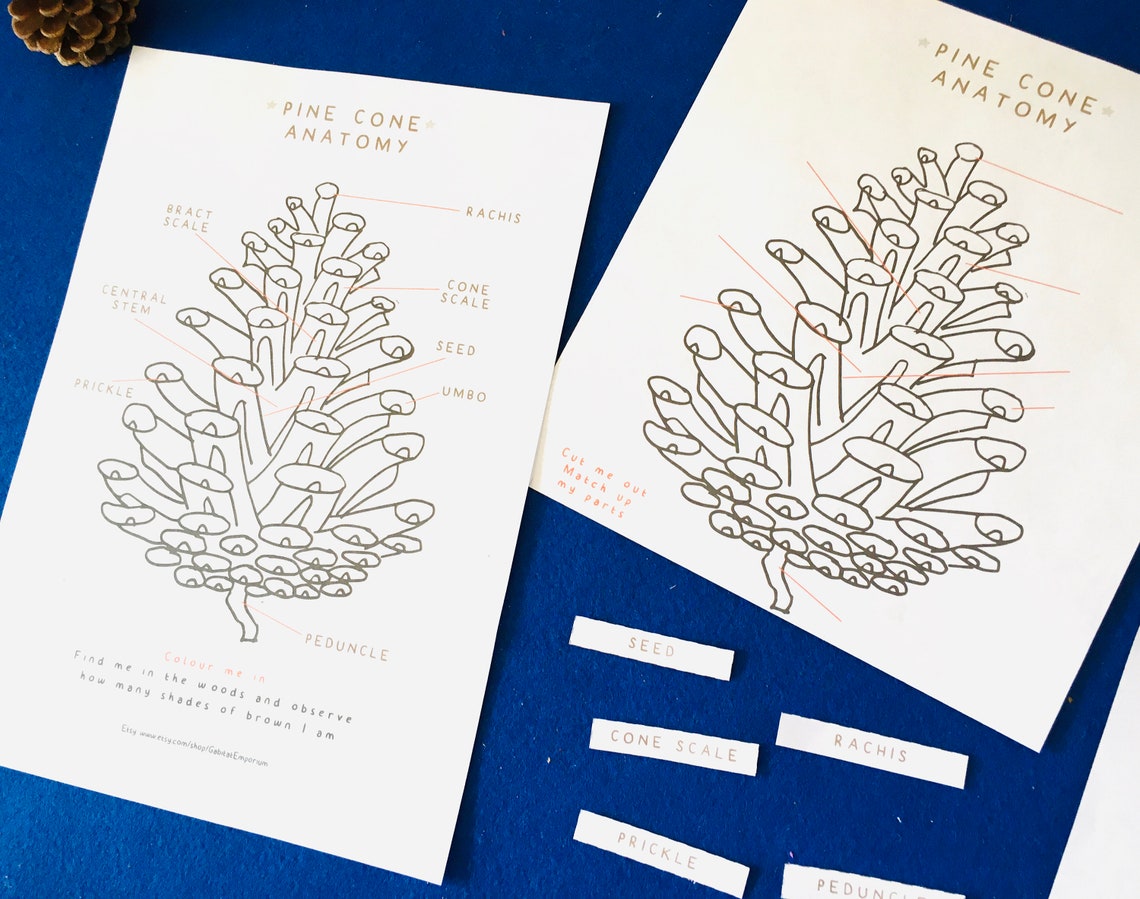 Pine Cone Anatomy Evergreen Printable Home Education Homeschool ...