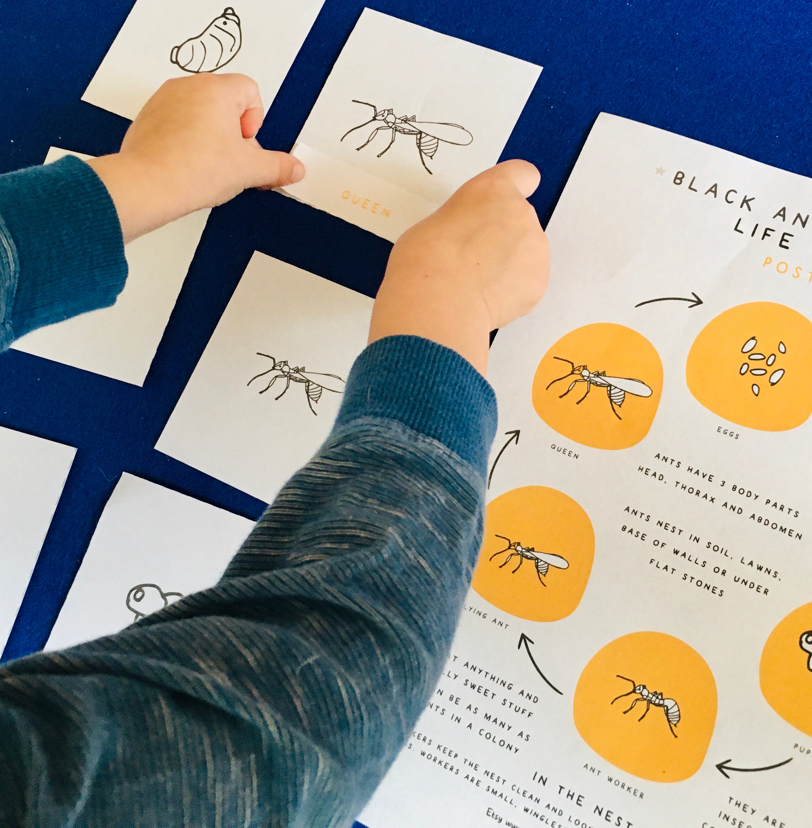 Black Garden Ant Anatomy Life Cycle - Etsy