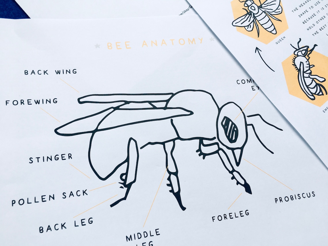 Bee Lifecycle and Anatomy Homeschool Printable - Etsy