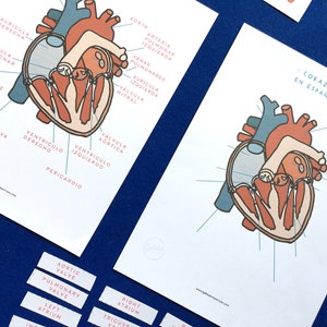 Heart Anatomy | Spanish and English Home Education Printable ...