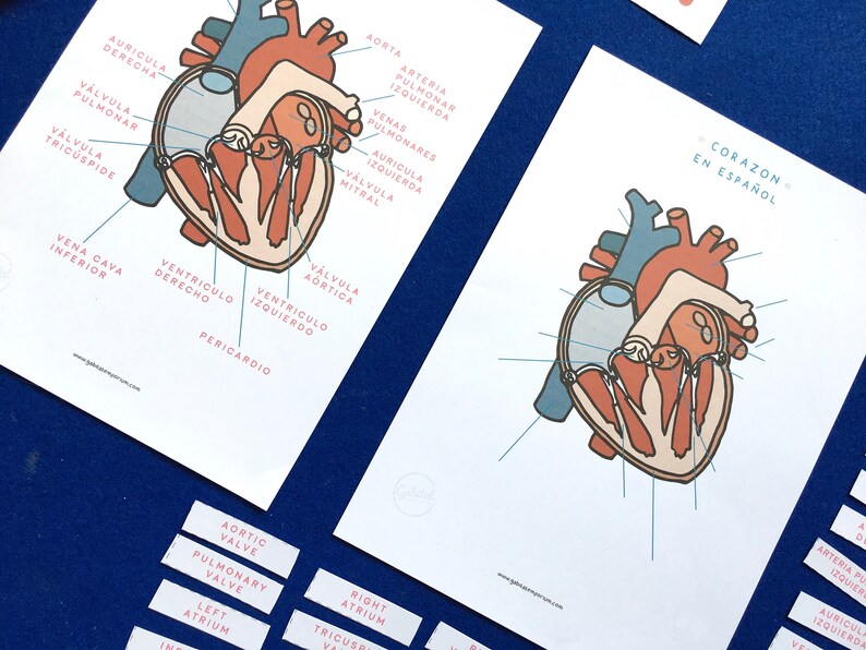 Heart Anatomy | Spanish and English Home Education Printable ...