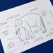 Elephant Printable Home Education Learning Resource - Etsy