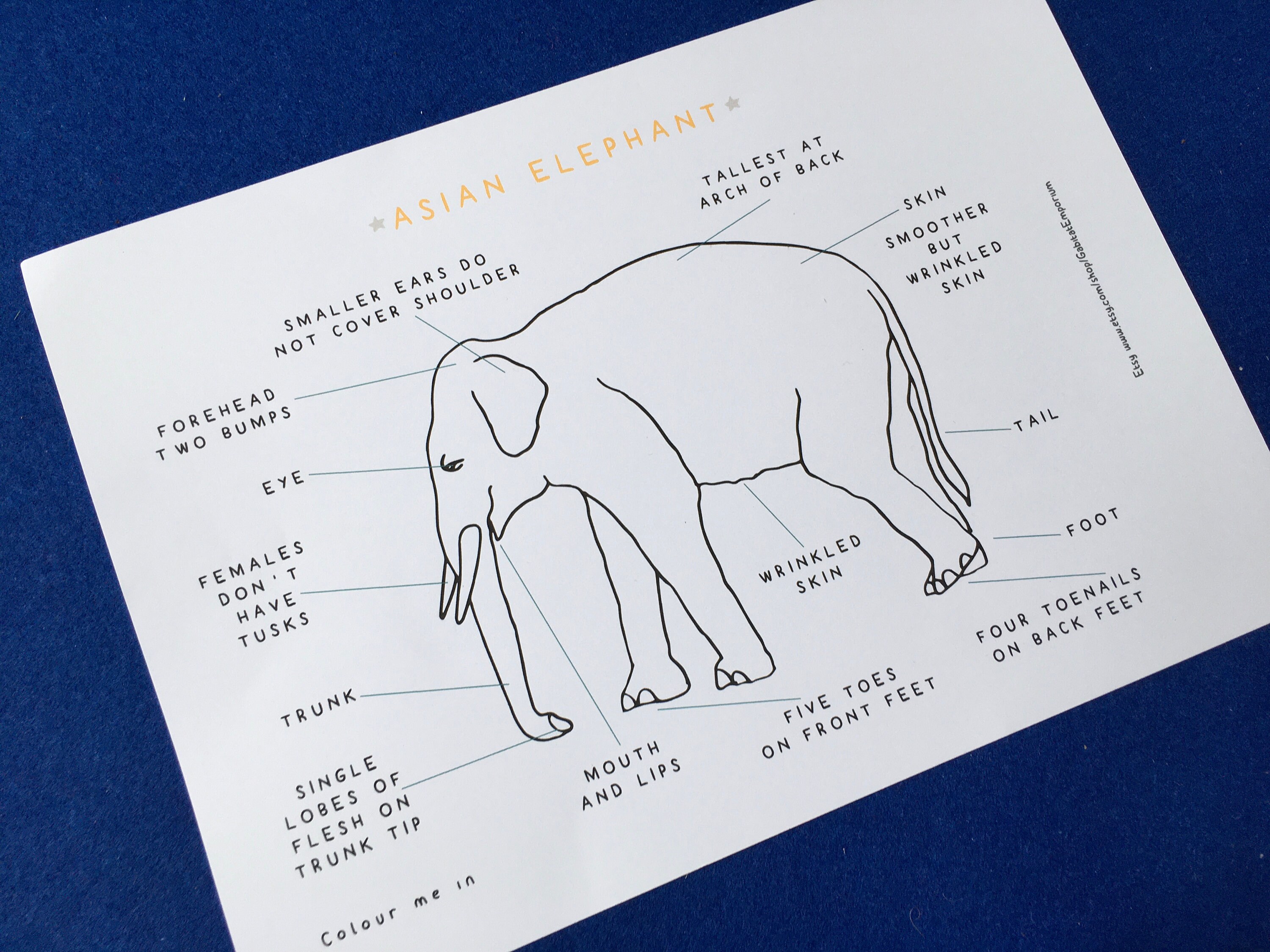 Elephant Printable Home Education Learning Resource - Etsy