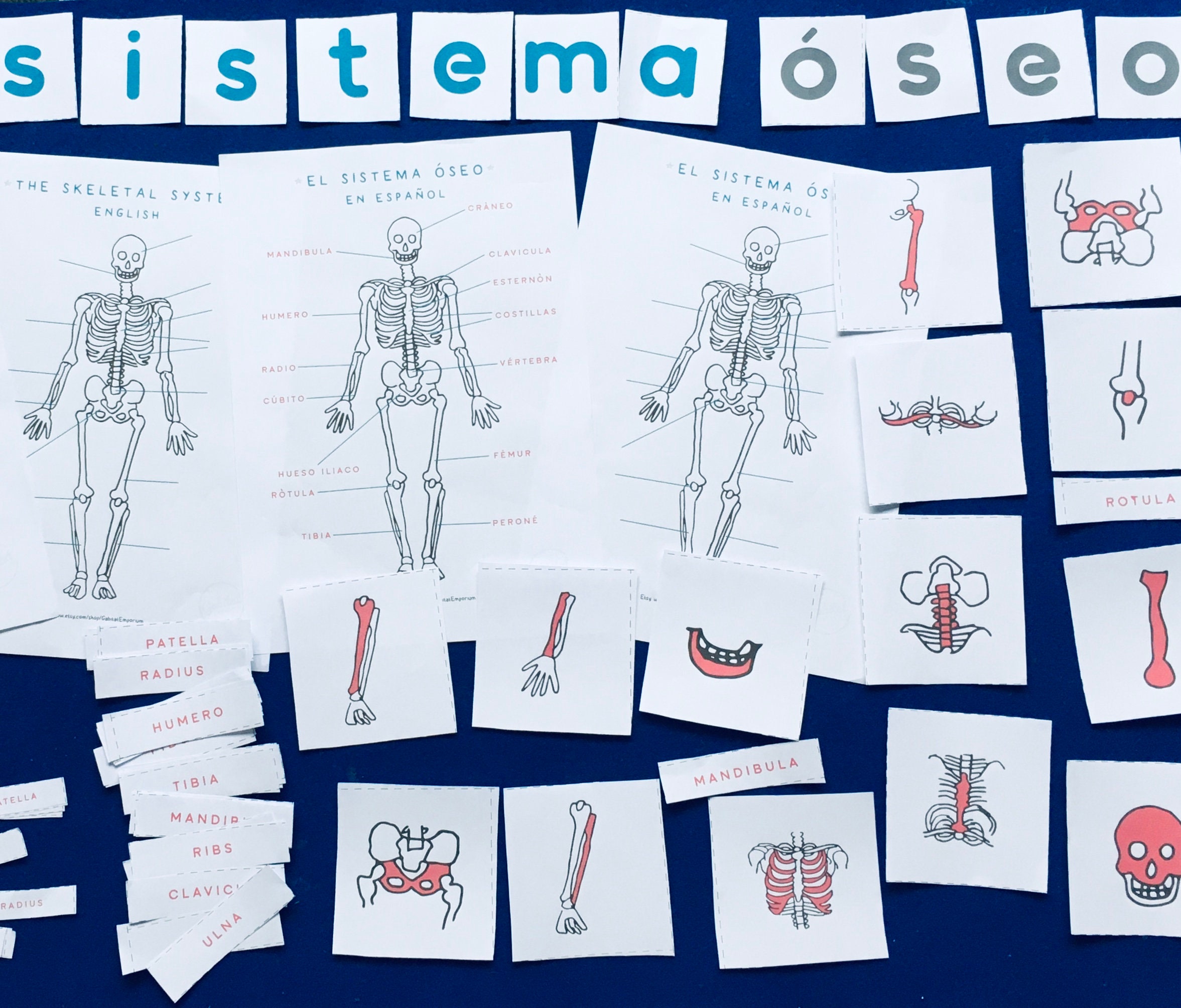 Spanish and English Skeletal Anatomy Home Education Learning Resource ...