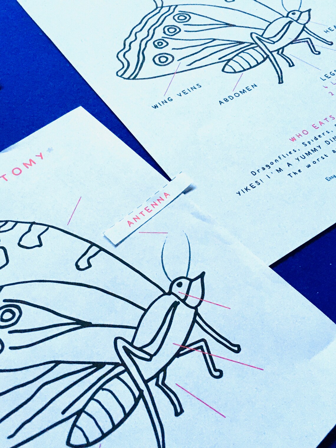 Butterflies Anatomy Printable Homeschooling Activities Insect Study ...