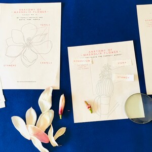 Magnolia Flower Anatomy | Home School Printable | Flower Learning ...