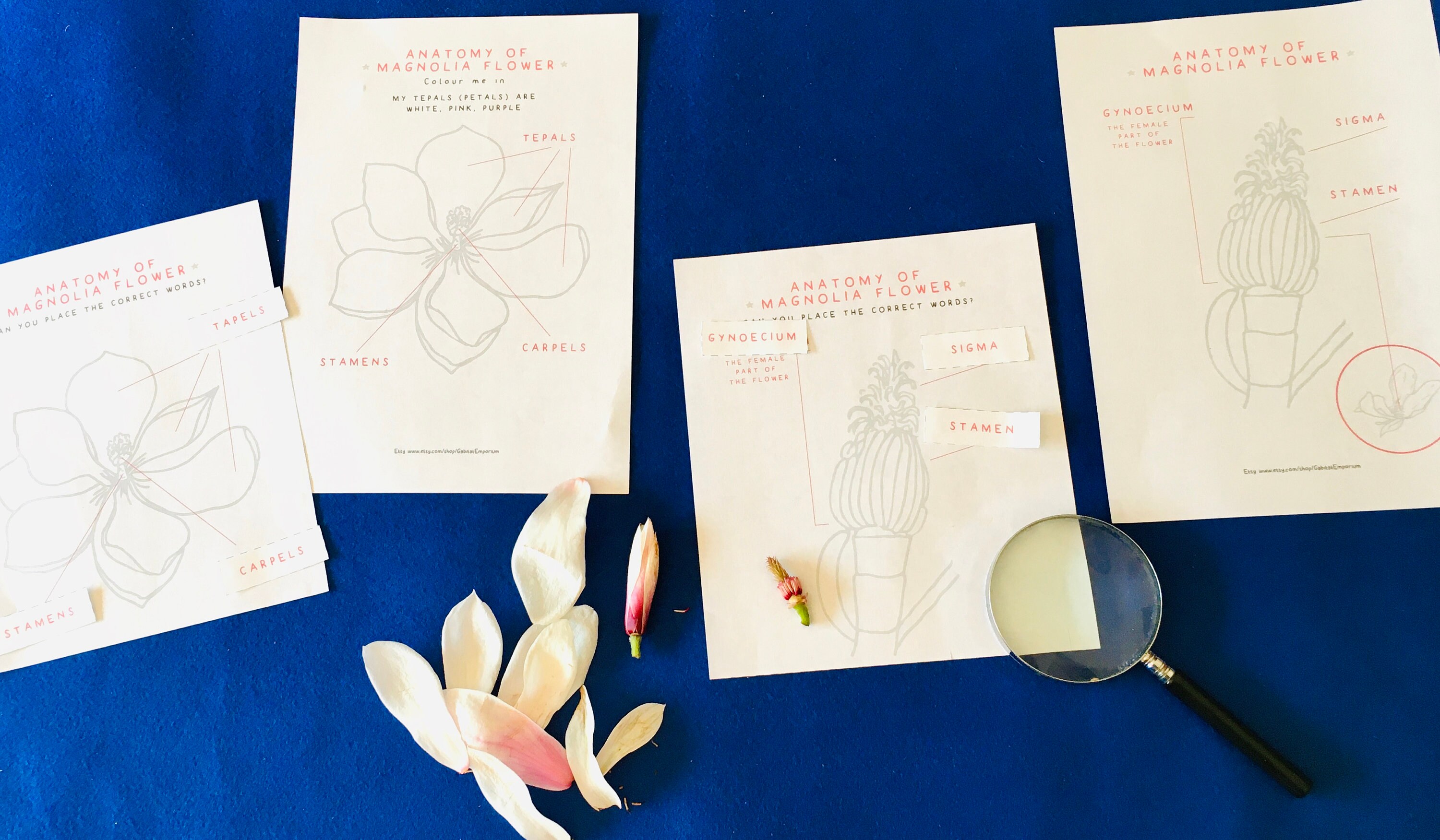 Magnolia Flower Anatomy | Home School Printable | Flower Learning ...