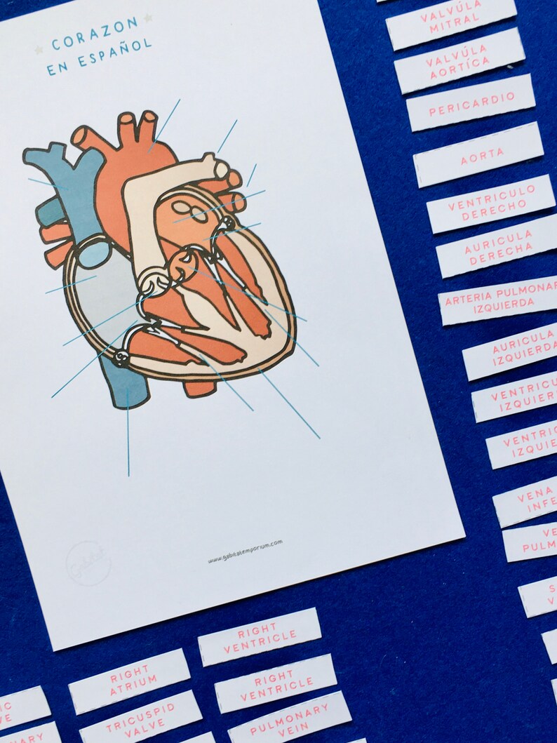 Heart Anatomy | Spanish and English Home Education Printable ...