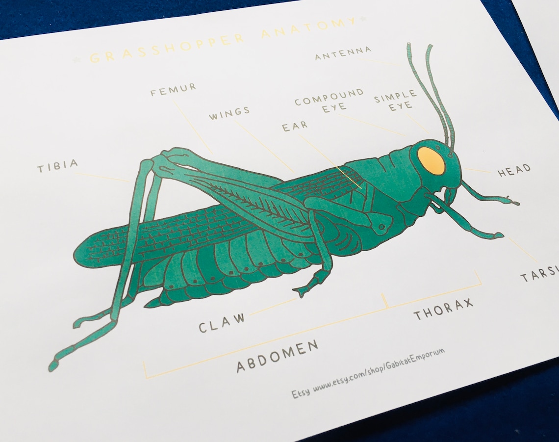 Minibeasts Printables Bundle Insects Ladybird Worm Spider Grasshopper ...