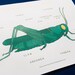 Minibeasts Printables Bundle Insects Ladybird Worm Spider - Etsy