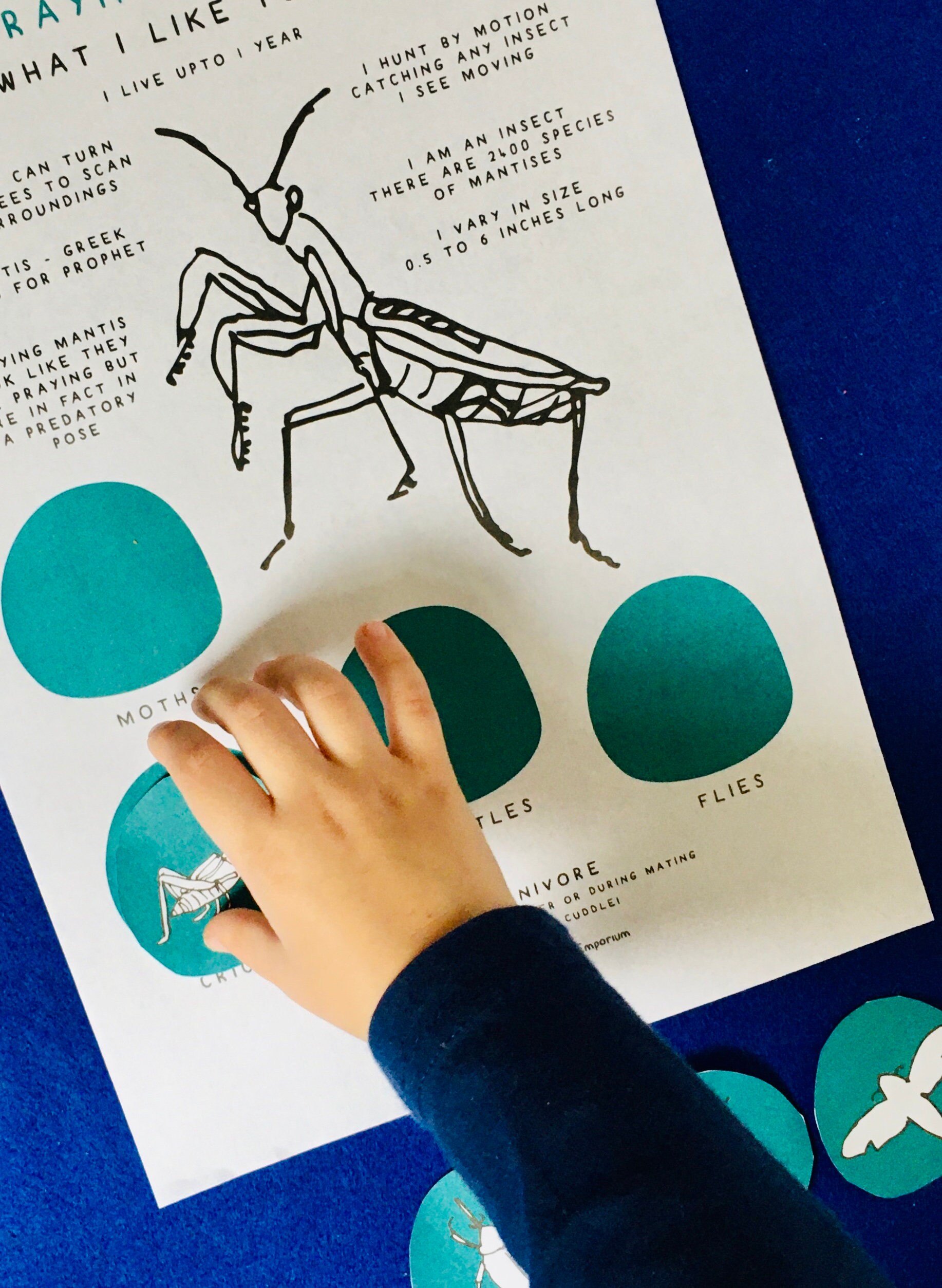 Praying Mantis Anatomy | Home Education | Learning Resource - Etsy