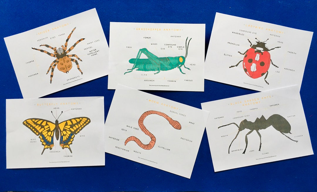 Minibeasts Printables Bundle | Insects Ladybird Worm Spider Grasshopper ...