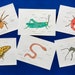 Minibeasts Printables Bundle | Insects Ladybird Worm Spider Grasshopper ...