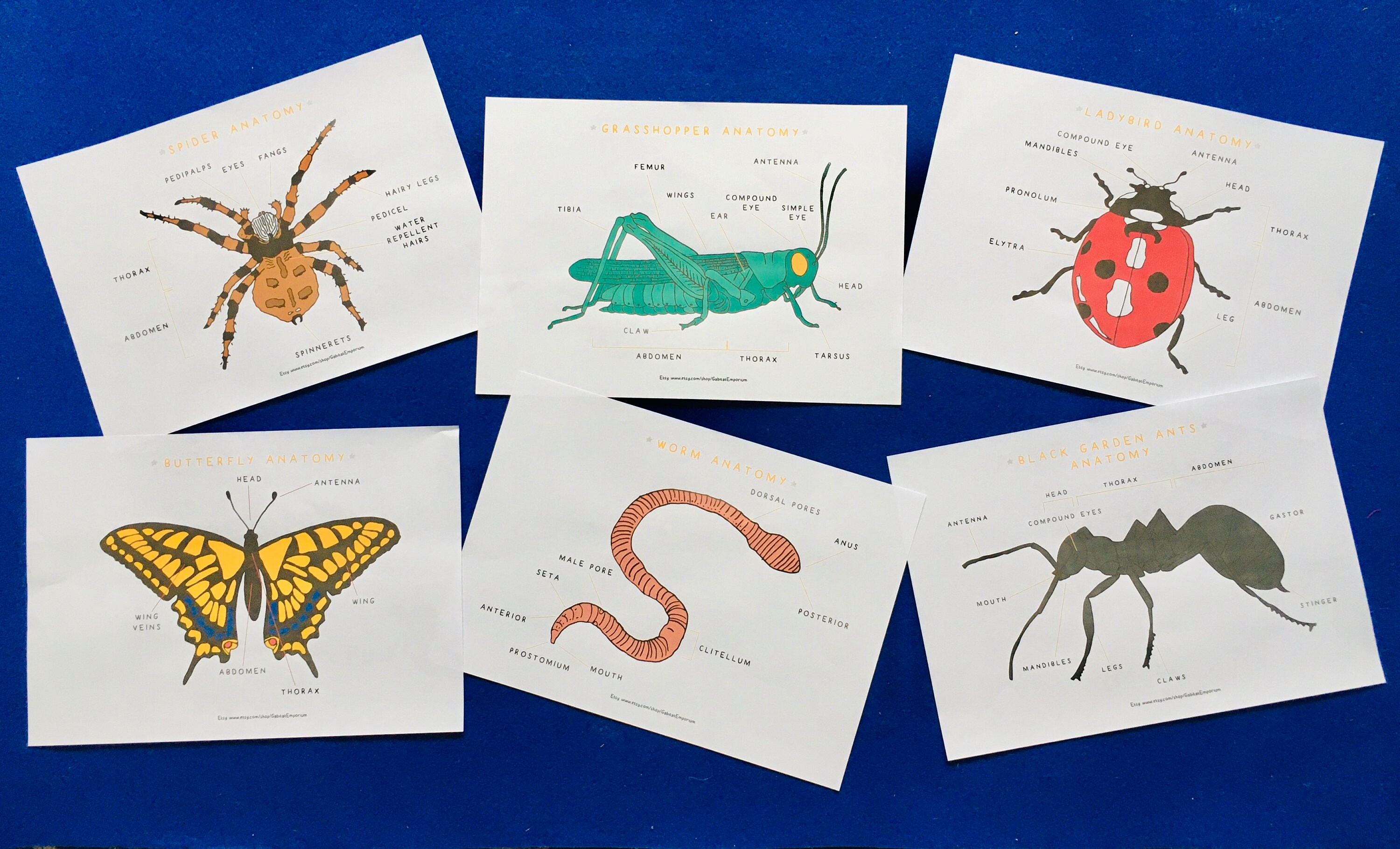 Minibeasts Printables Bundle | Insects Ladybird Worm Spider Grasshopper ...