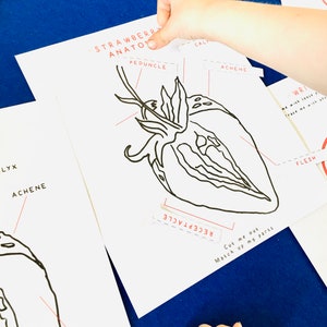 Strawberry Anatomy and Life Cycle | Home Education Printable ...