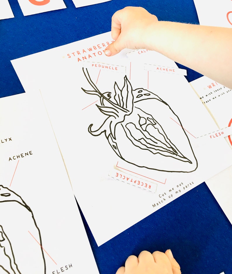 Strawberry Anatomy and Life Cycle Home Education Printable Homeschool ...