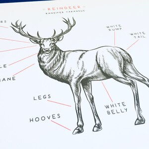 Anatomy of a Reindeer | Homeschool | Montessori Printable - Etsy