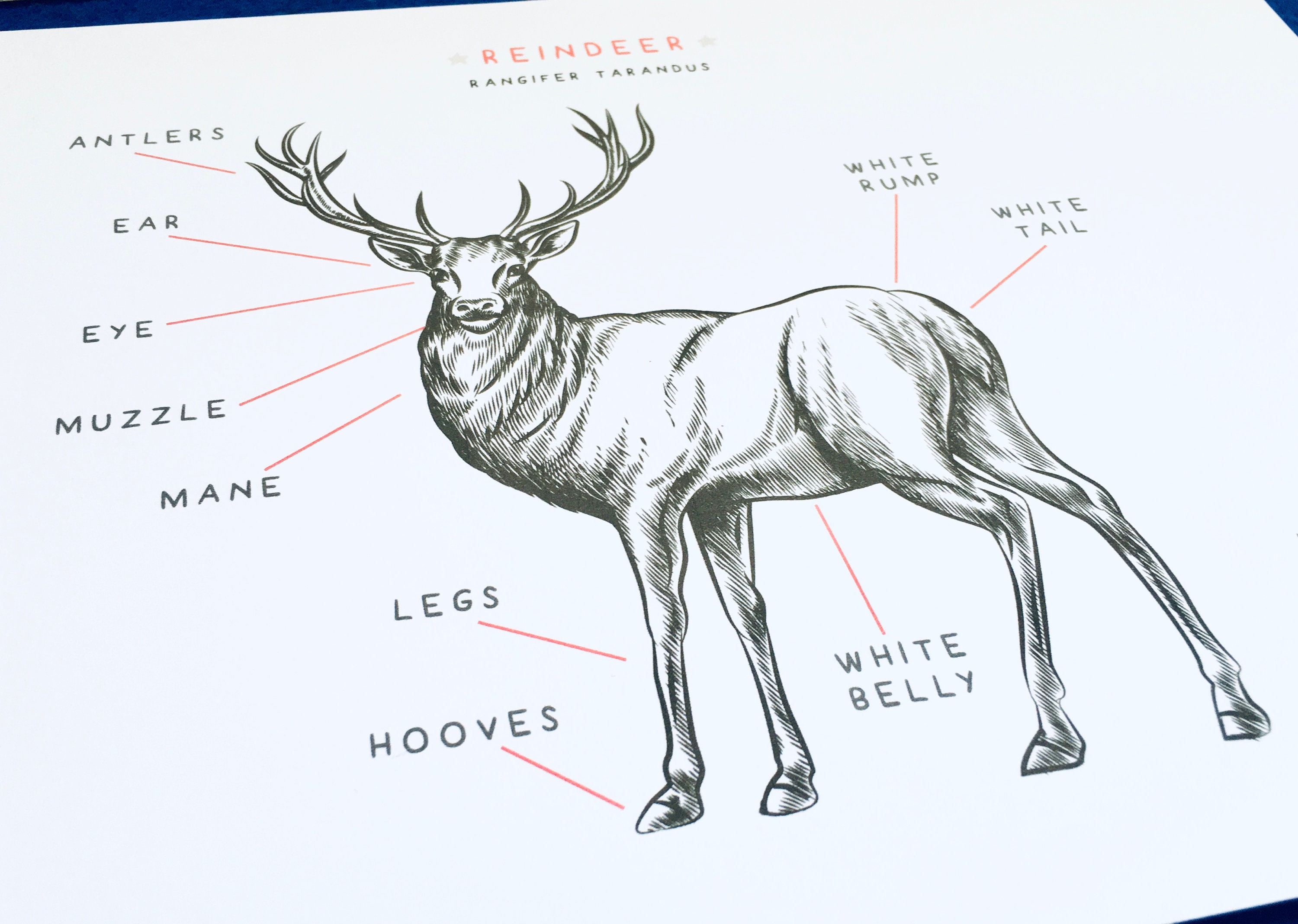 Anatomy of a Reindeer | Homeschool | Montessori Printable - Etsy UK