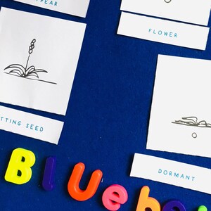 Bluebell Lifecycle Printable | Bluebells Home Education | Learning ...