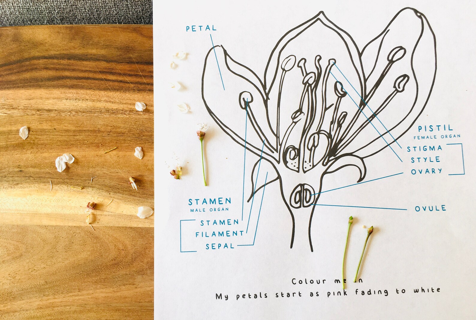 Apple Blossom Anatomy | Blossom Printable | Home Schooling - Etsy