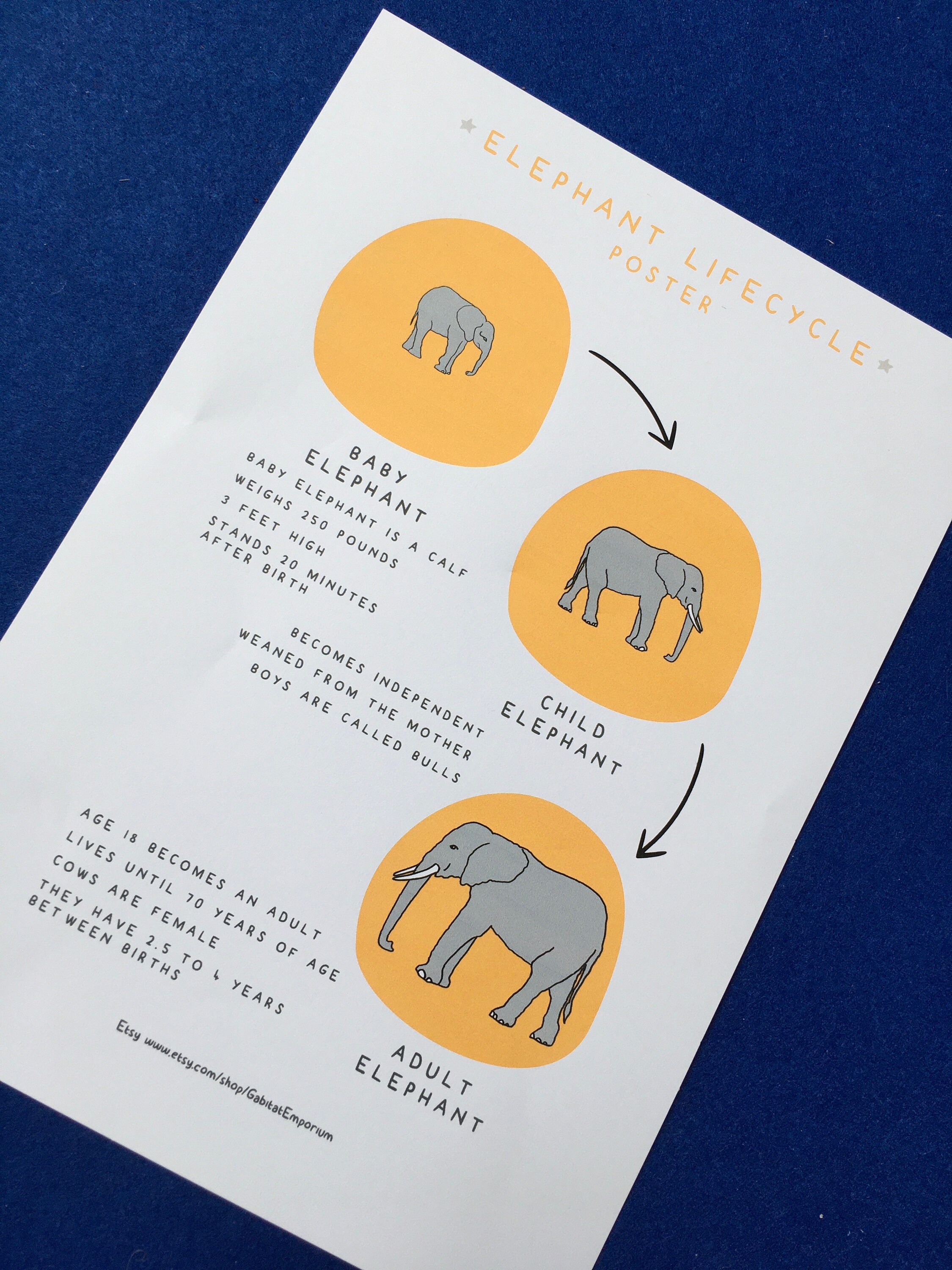 Elephant Printable Home Education Learning Resource - Etsy