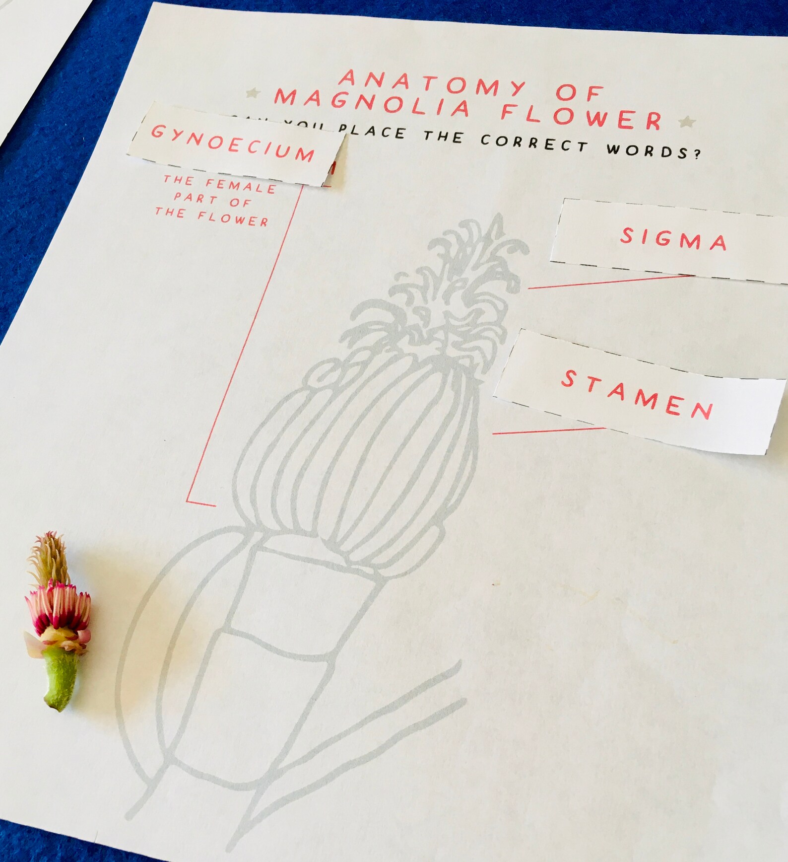 Magnolia Flower Anatomy | Home School Printable | Flower Learning ...