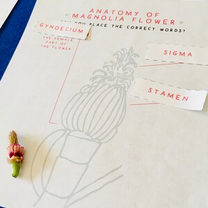 Magnolia Flower Anatomy | Home School Printable | Flower Learning ...