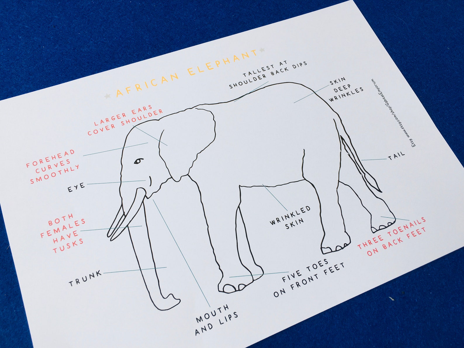 Elephant Printable Home Education Learning Resource - Etsy