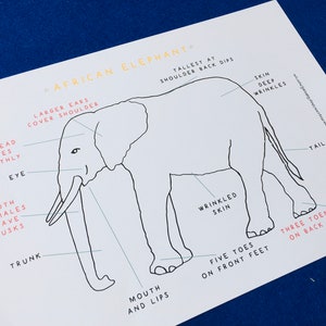 Elephant Printable Home Education Learning Resource - Etsy