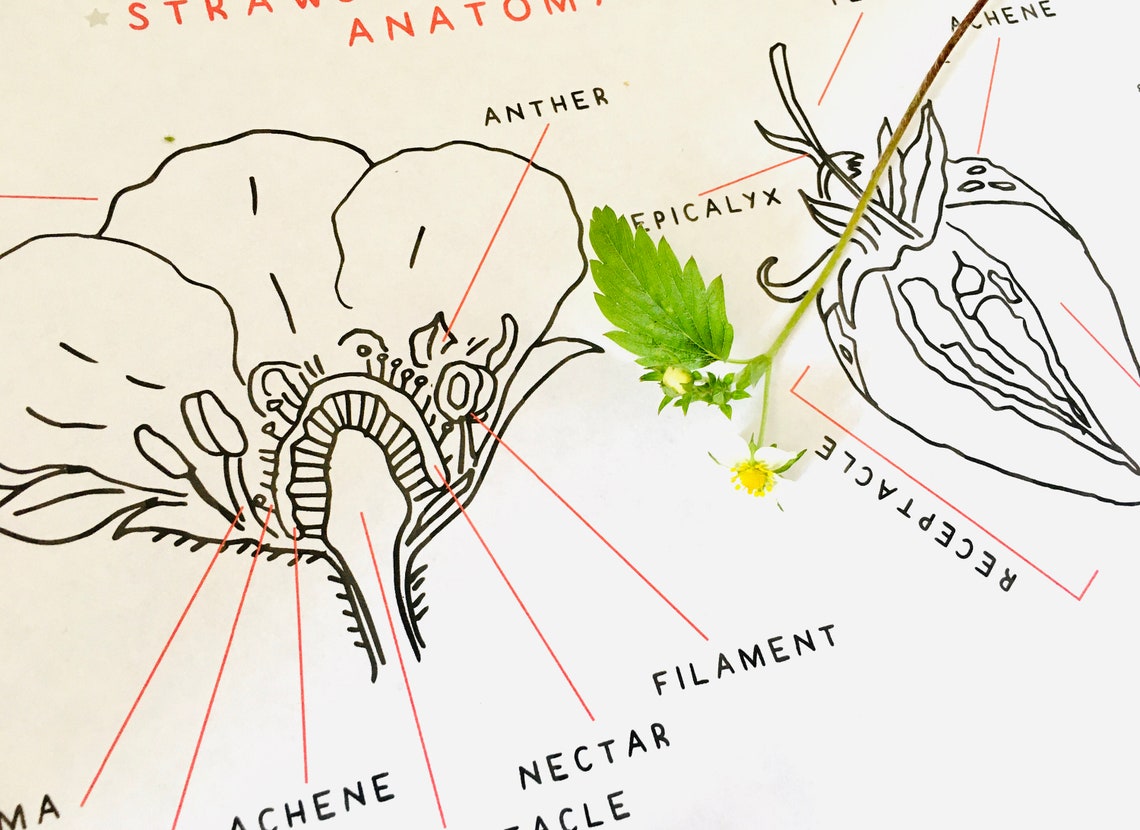 Strawberry Anatomy and Life Cycle Home Education Printable | Etsy