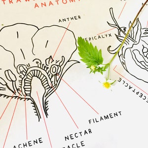 Strawberry Anatomy and Life Cycle | Home Education Printable ...