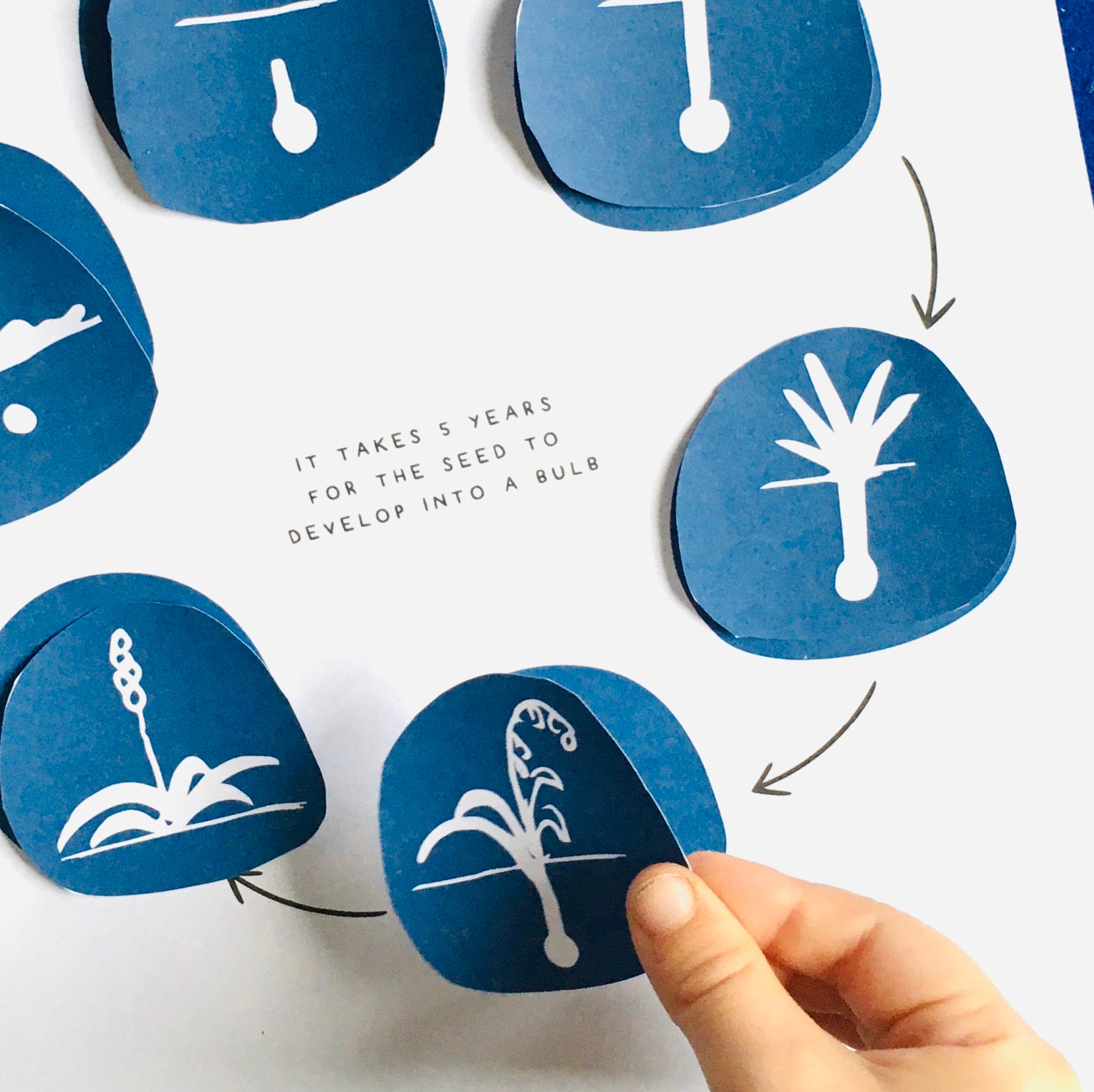 Bluebell Lifecycle Printable | Bluebells Home Education | Learning ...