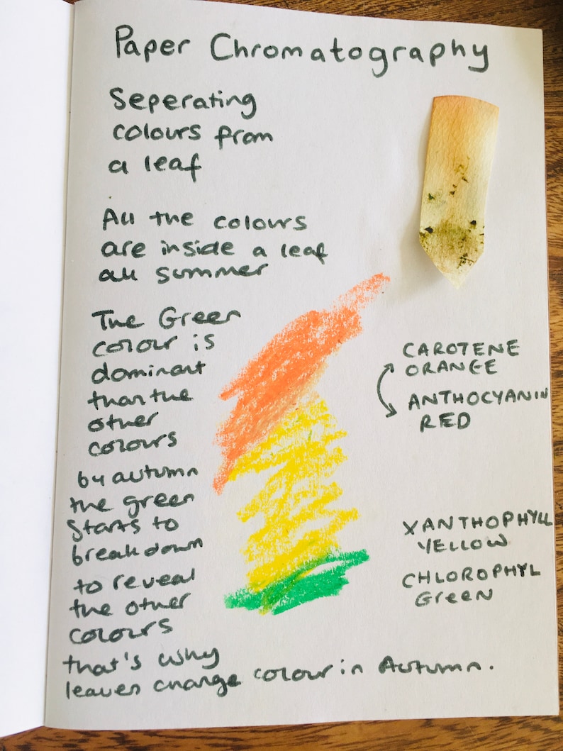 STEM Autumn Equinox Printable Paper Chromatography Home - Etsy