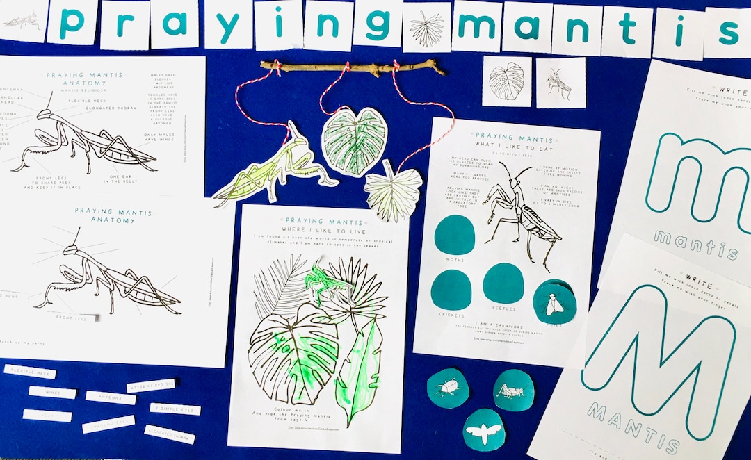 Praying Mantis Anatomy | Home Education | Learning Resource - Etsy