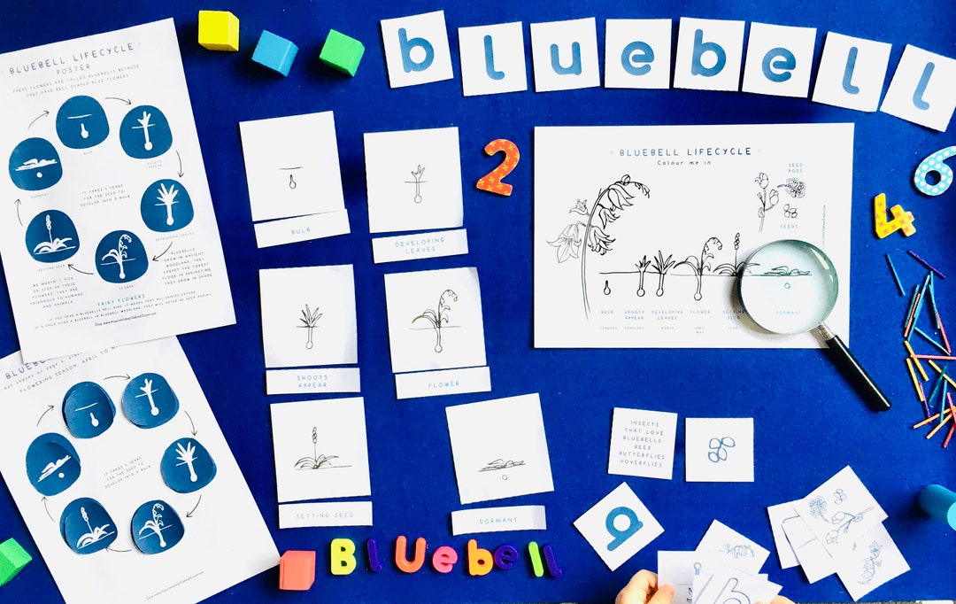 Bluebell Lifecycle Printable | Bluebells Home Education | Learning ...