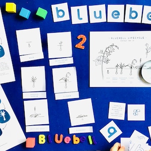 Bluebell Lifecycle Printable | Bluebells Home Education | Learning ...