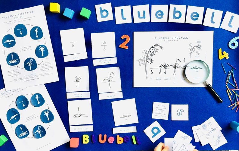 Bluebell Lifecycle Printable Bluebells Home Education Learning Resource ...