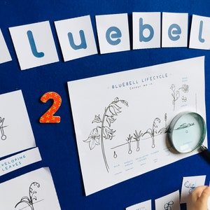 Bluebell Lifecycle Printable | Bluebells Home Education | Learning ...