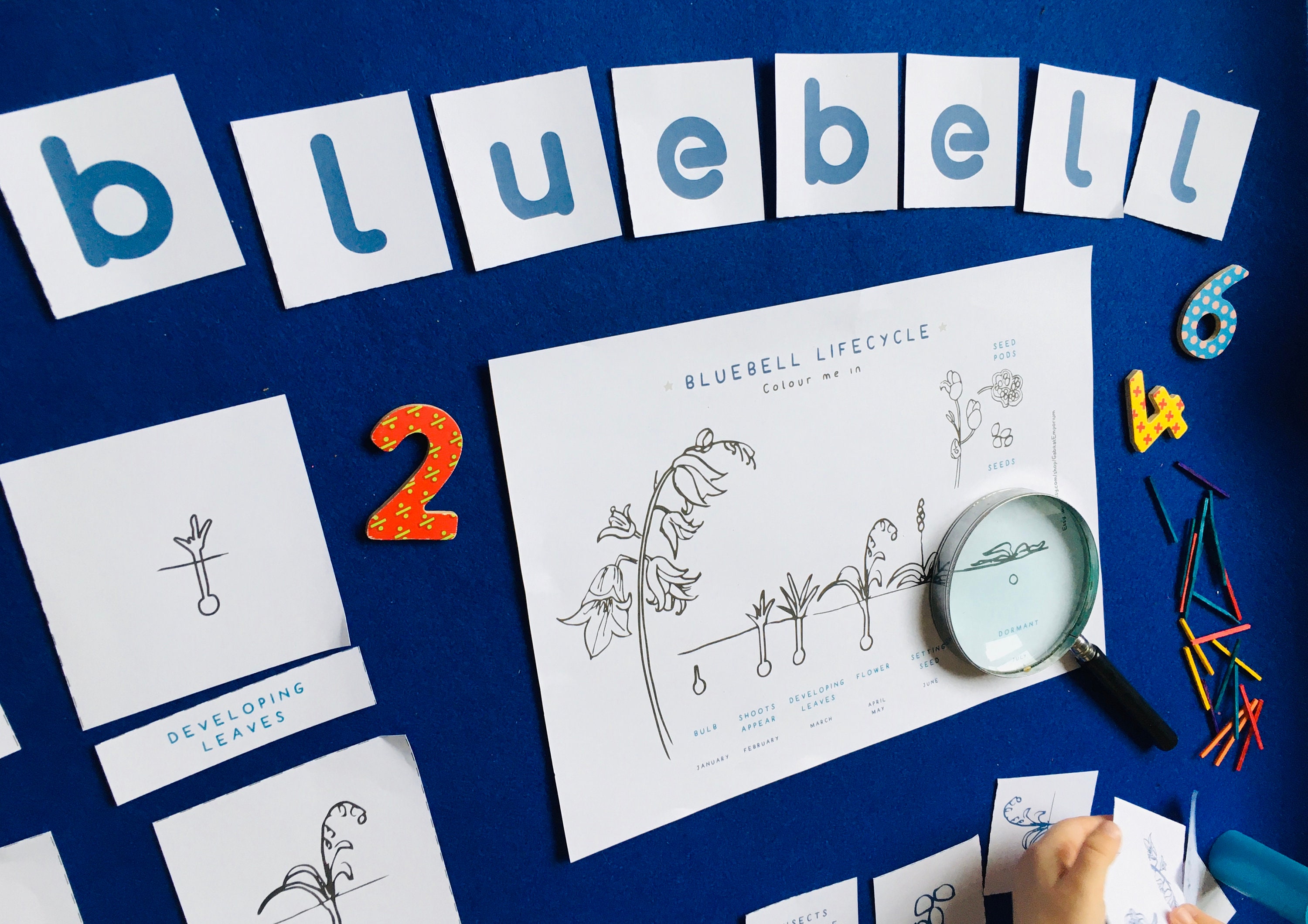 Bluebell Lifecycle Printable | Bluebells Home Education | Learning ...